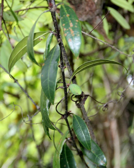 Urban Forest: Flowers and Fruits at MacRitchie
